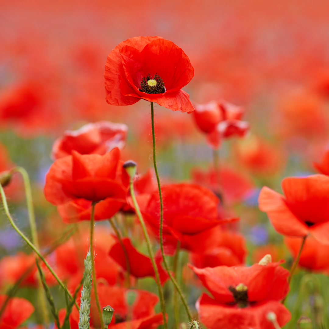 Centre map | Tweed City